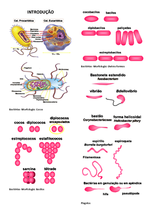 Processo Infeccioso - Infecção é a penetração, alojamento e, geralmente ...