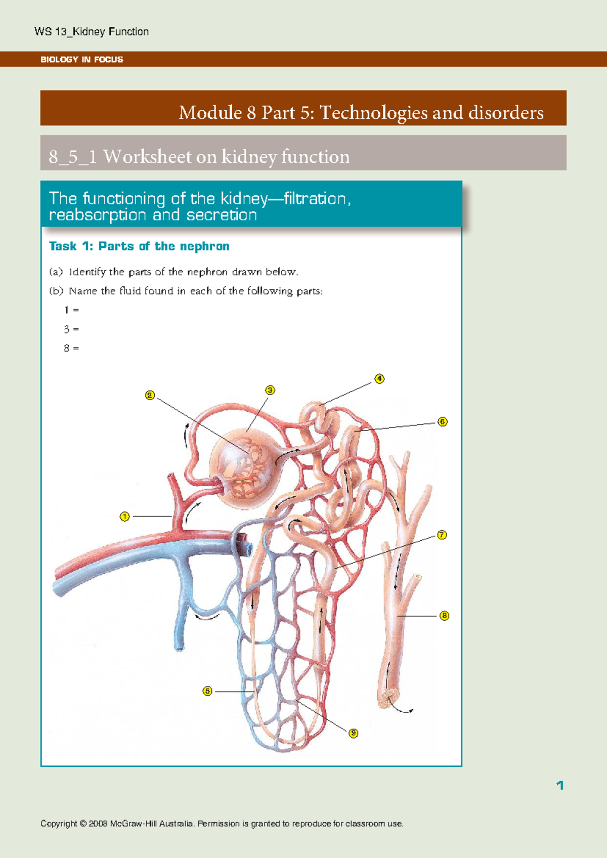WS 13_Kidney Function Worksheet: Nephron Parts & Fluid Identification ...