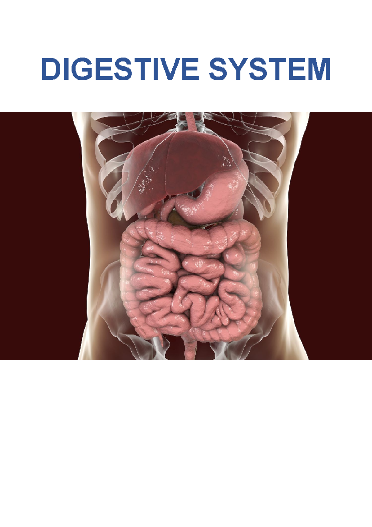 Case Study 6: Digestive System Overview and Functions - Studeersnel