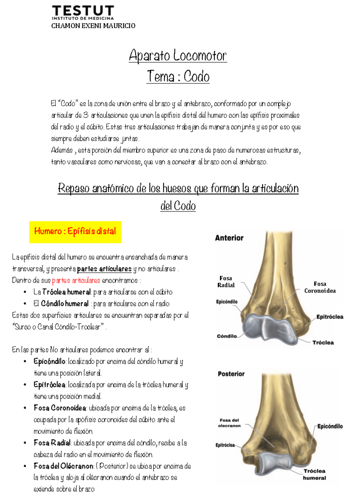 Anatomía De La Superficie Del Codo Articulación Del Codo: Anatomía,