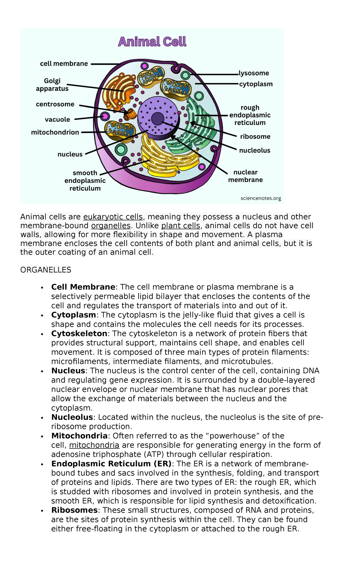 Cells - 1st Semester Review Notes on Eukaryotic Structures - Studocu