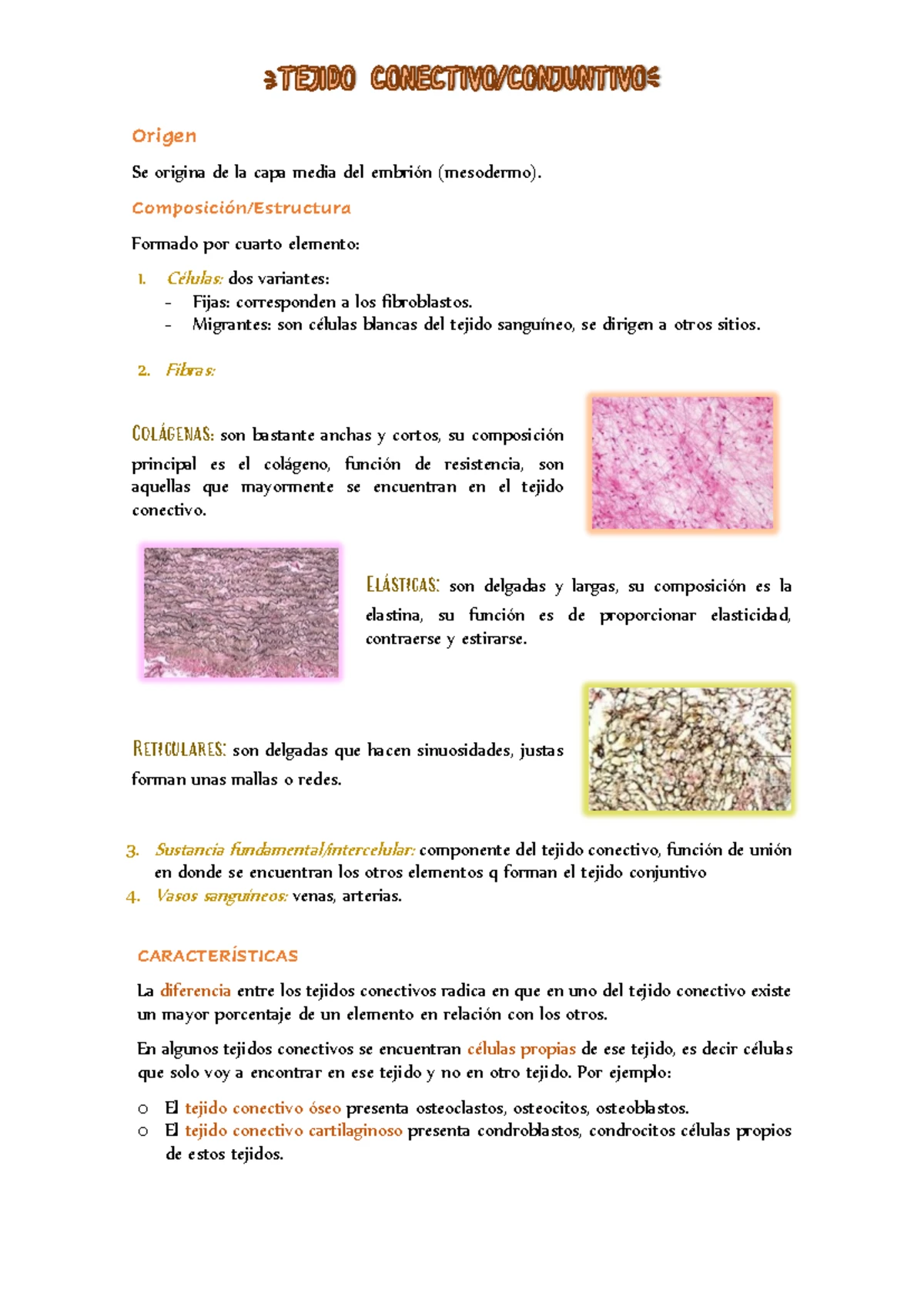 Tejido Conectivo Laxo: Características y Funciones Esenciales - Studocu