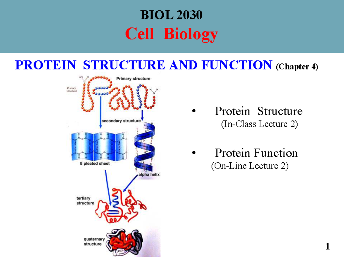 BIOL 2030 Cell Biology: Protein Structure & Function (Chapter 4) - Studocu