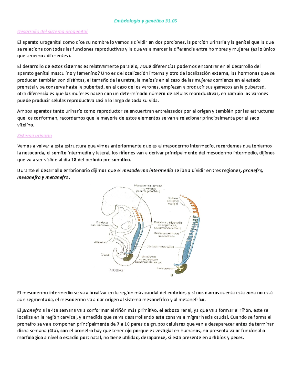 Sistema urogenital - Embriología humana y Biología del desarrollo ...