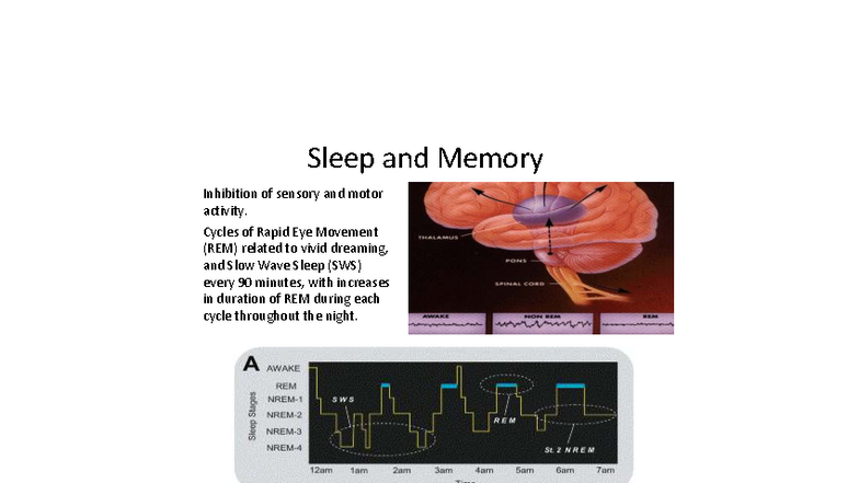 L14 - Sleep and Memory: Inhibition, Cycles, and Theories - Studocu