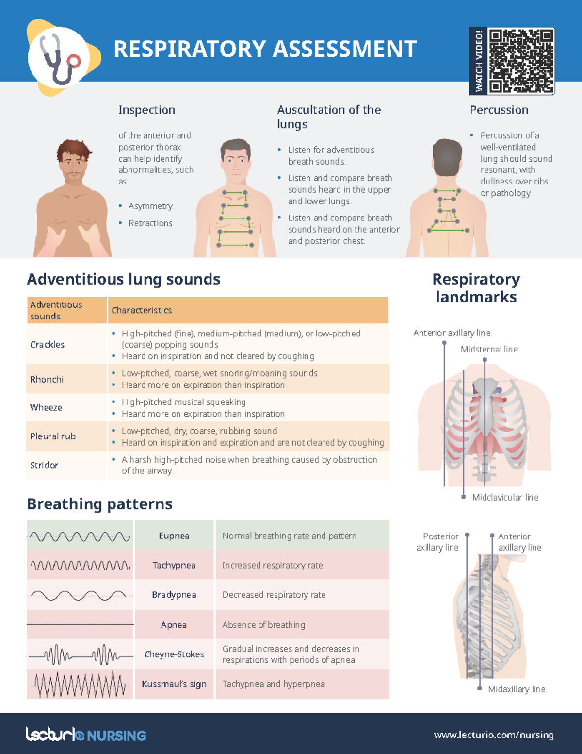 NURS Cheat Sheet Respiratory-Assessment - lecturio/nursing Inspection of the anterior and ...