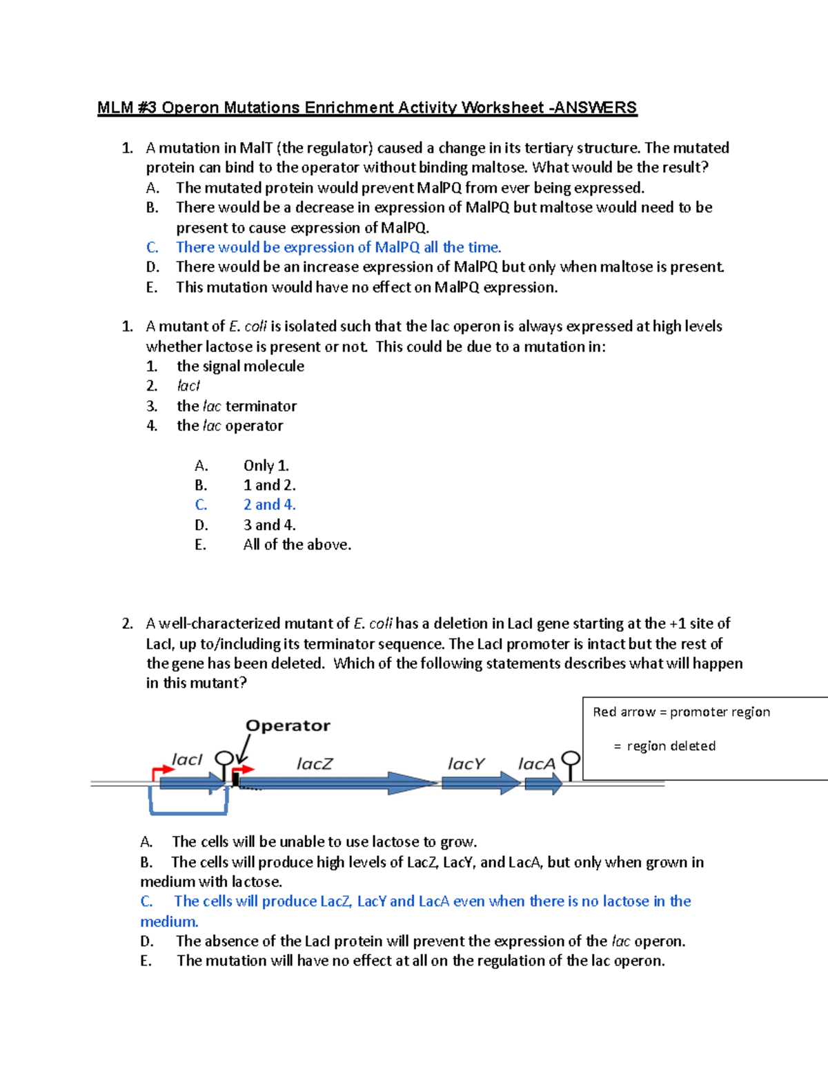 MLM3 Operon Mutations Enrichment Activity Worksheet - Answers - MLM #3 ...
