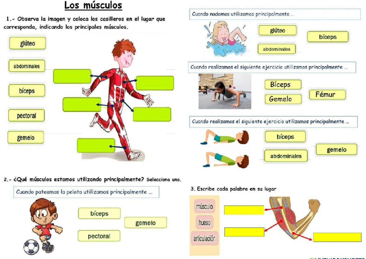 Los Músculos en la Natación y Ejercicios Físicos - Guía de Estudio ...
