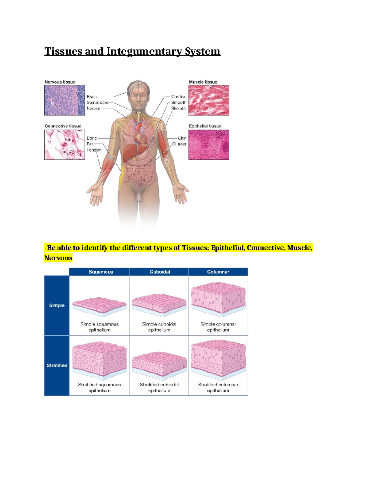 Human Anatomy and Physiology: Tissues, Systems, and Structures ...