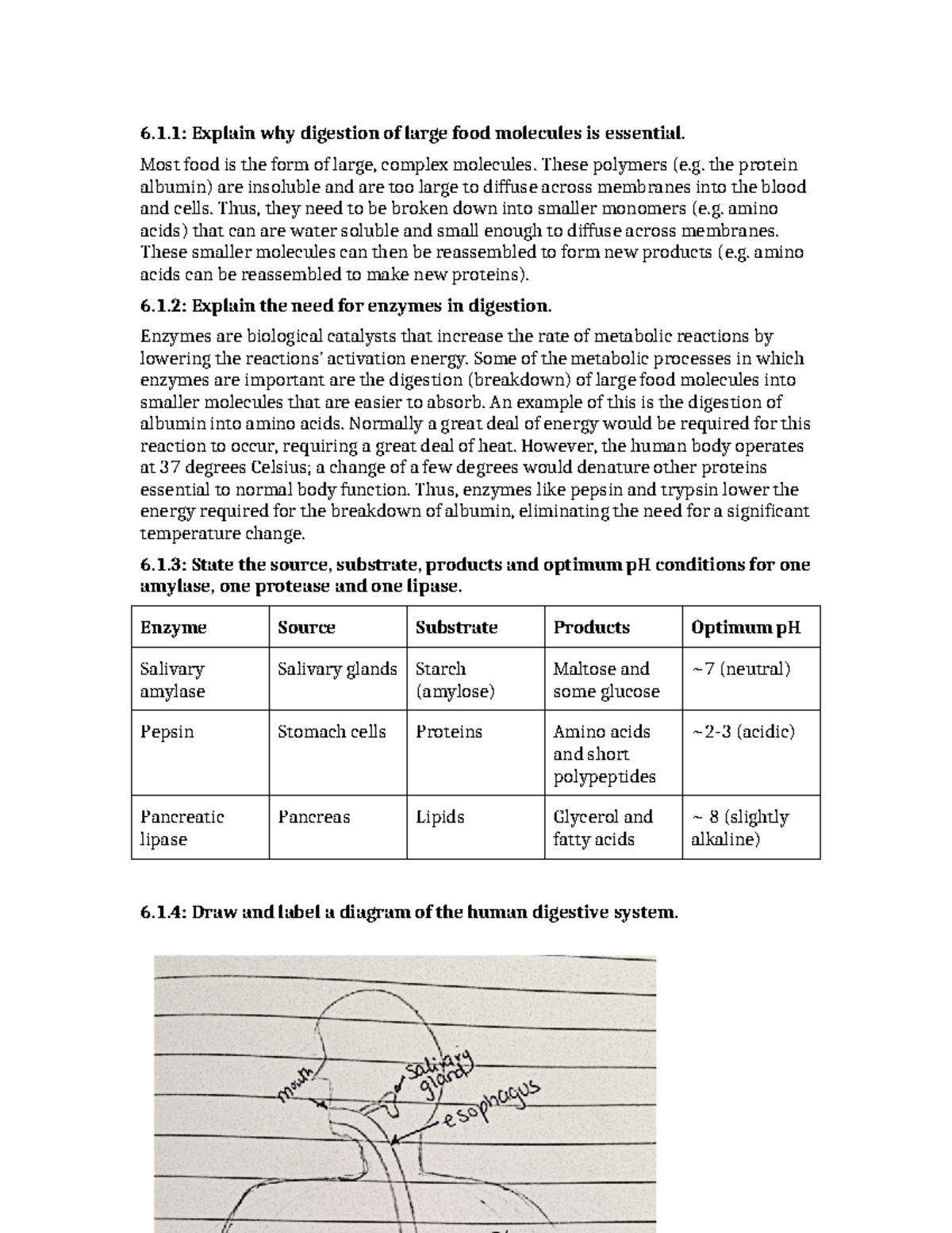 IB HL Biology Topic 6: Digestion, Circulation, and Homeostasis Notes ...