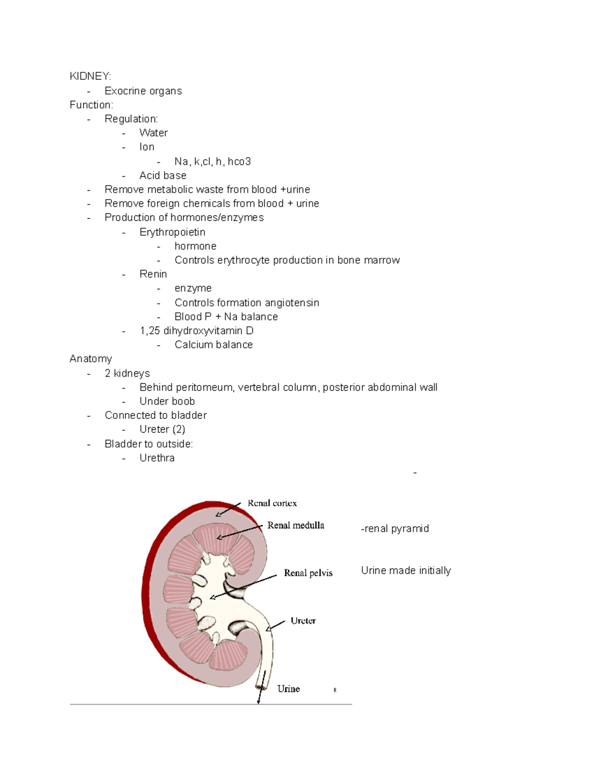 Renal section physiology - KIDNEY: Exocrine organs Function: Regulation ...