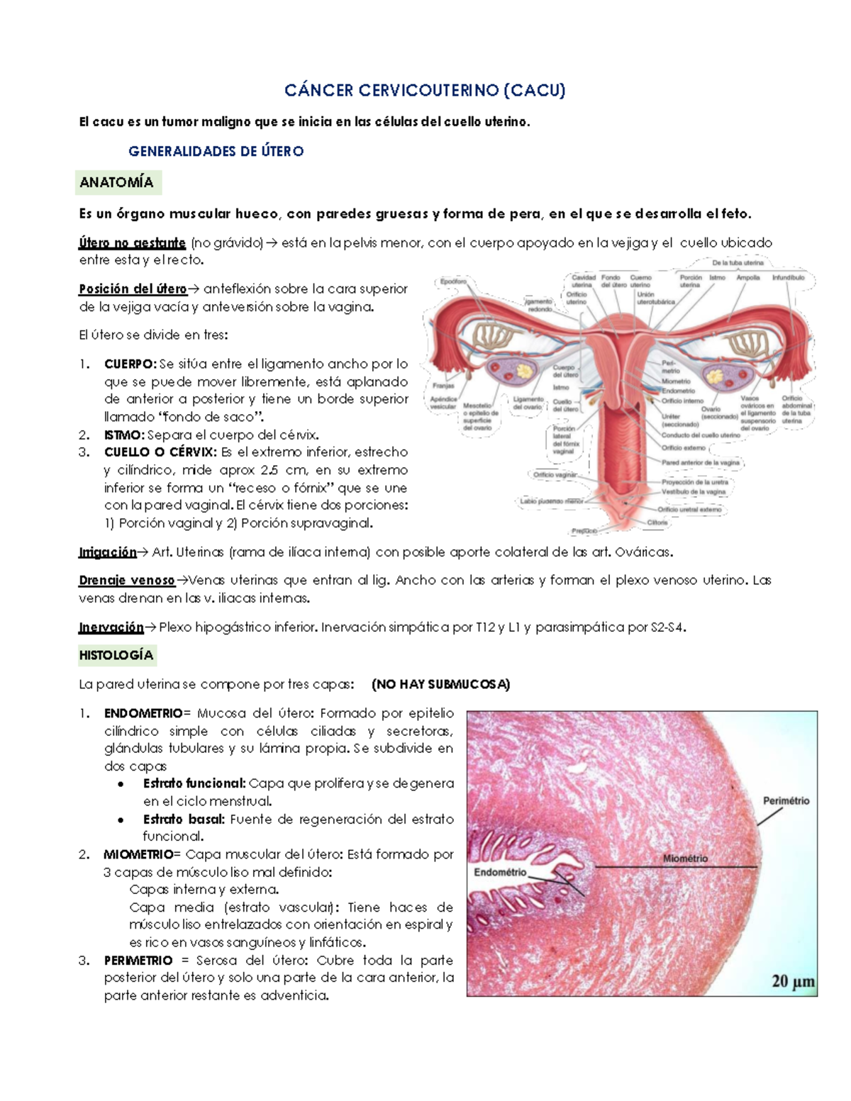 Cáncer Cervicouterino: Anatomía, Epidemiología y Clasificación (CACU ...