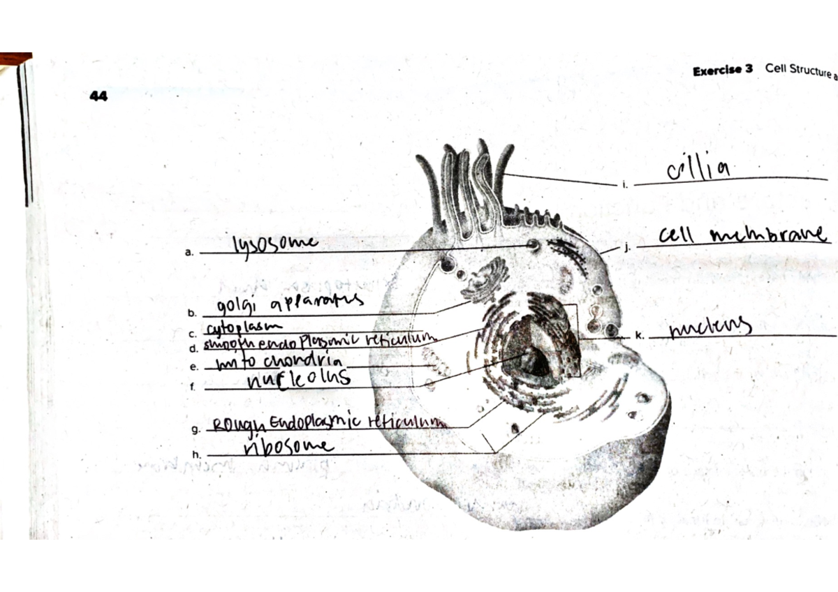 44 cell labeling done - cells - Science, Technology, Engineering and ...