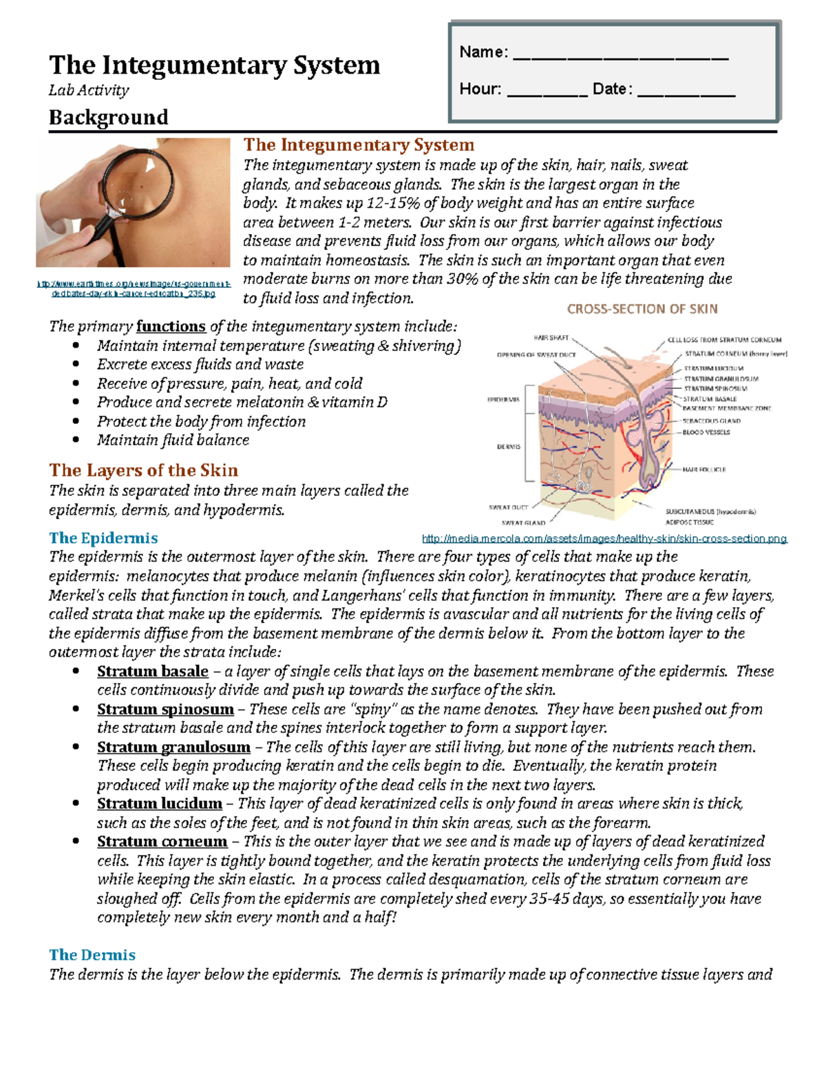 Integumentary System Station Lab - The Integumentary System Lab ...