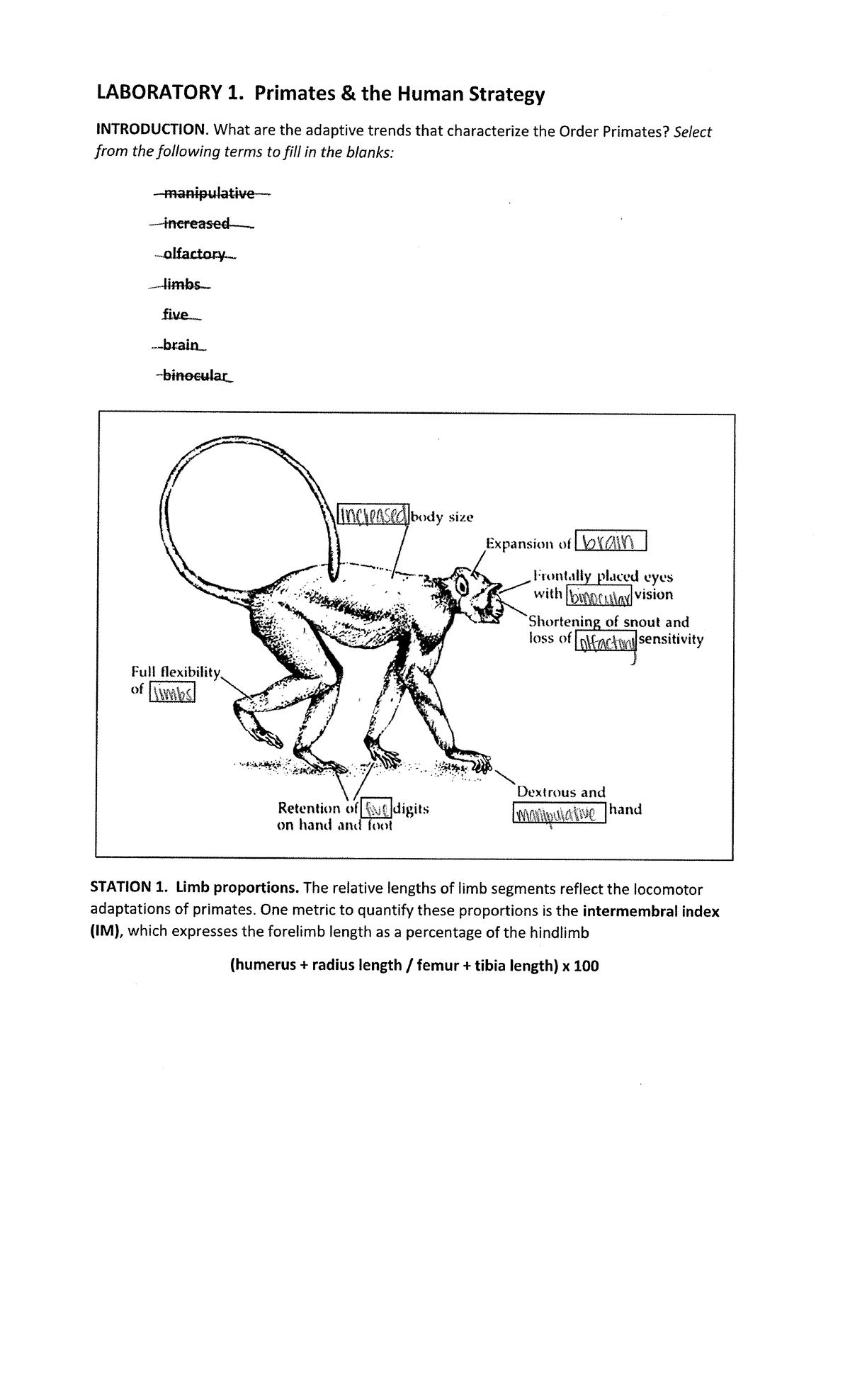 A&S2 Laboratory 1 - Primate Adaptations and Key Findings - Studocu