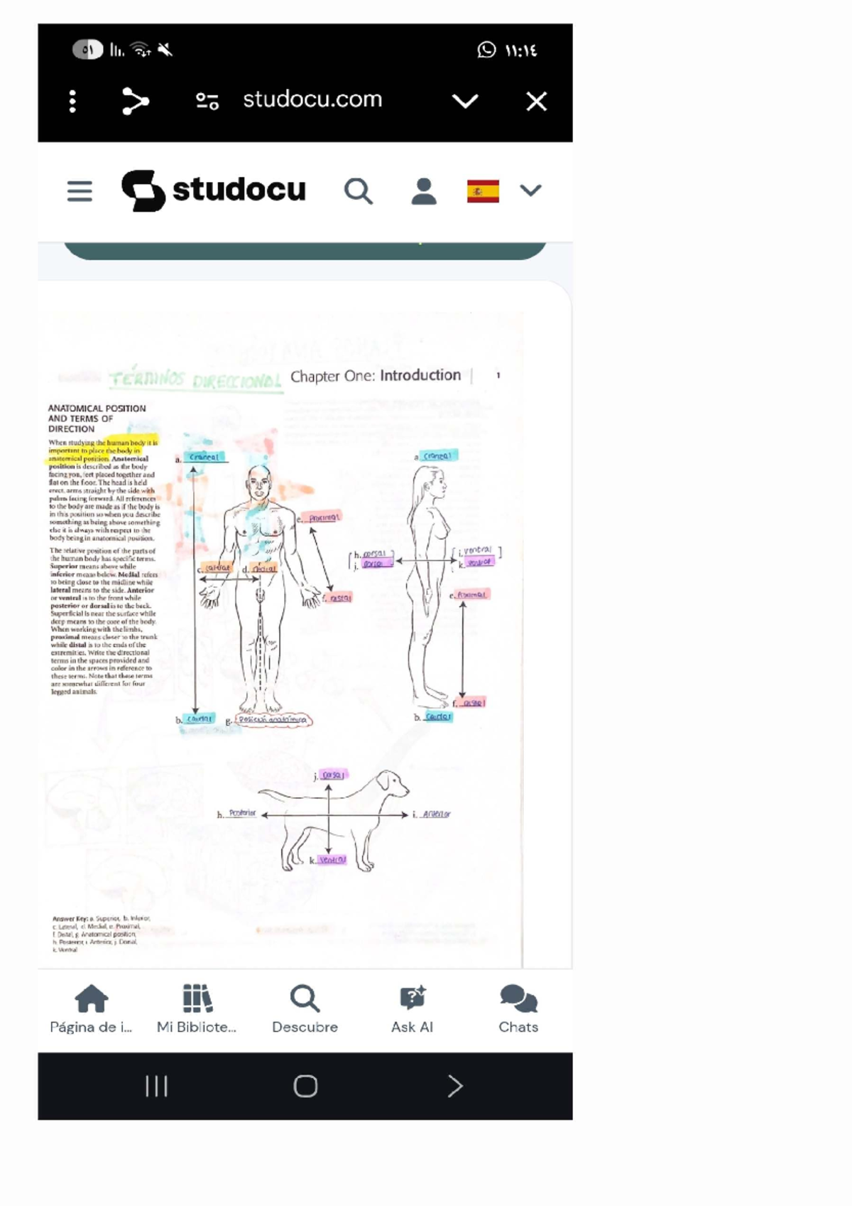 Directional Anatomical Terms: Chapter 01 - Notes 250507 112823 - Studocu