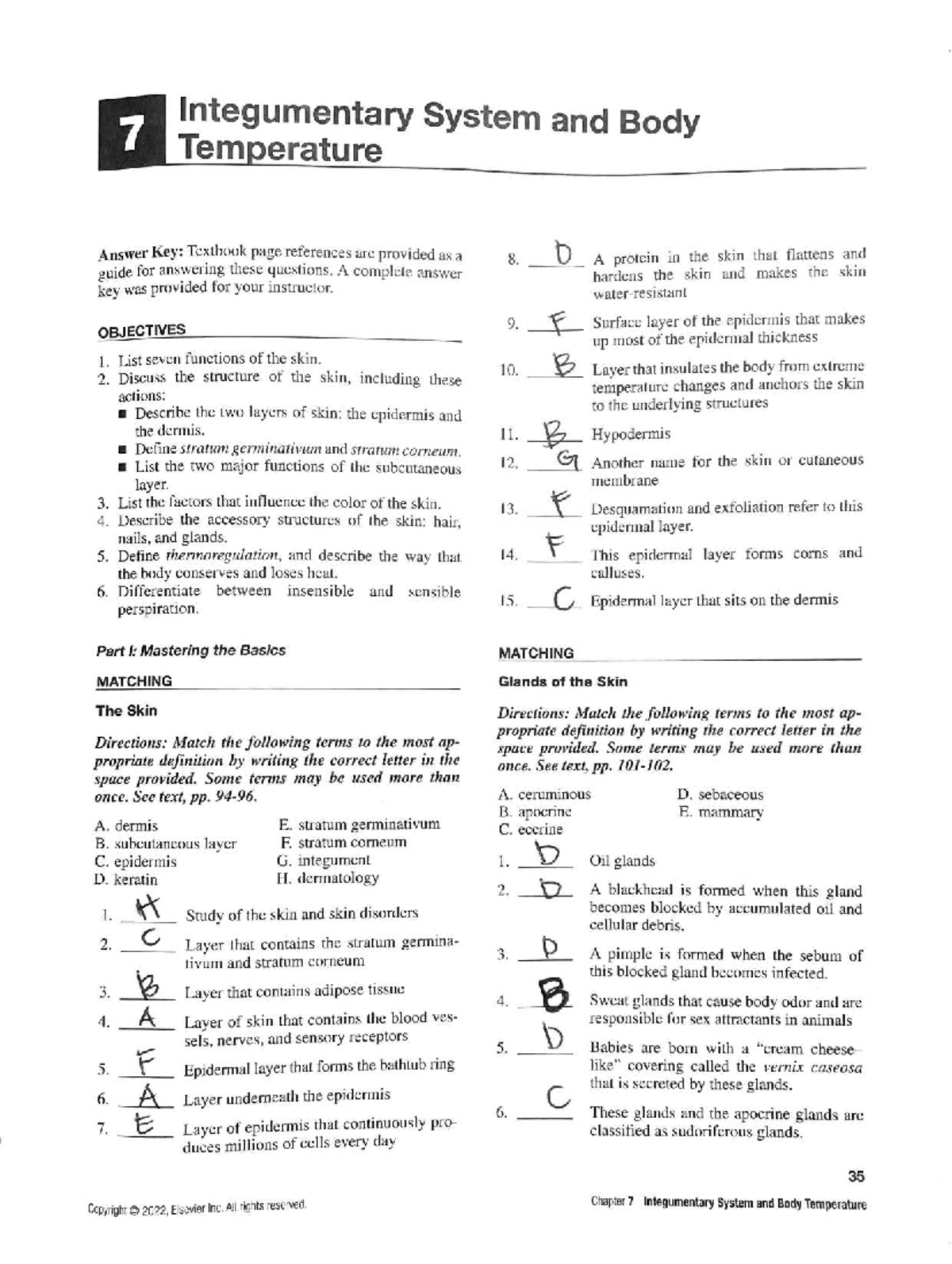 A&P 7: Integumentary System & Body Temperature Answer Key - Studocu