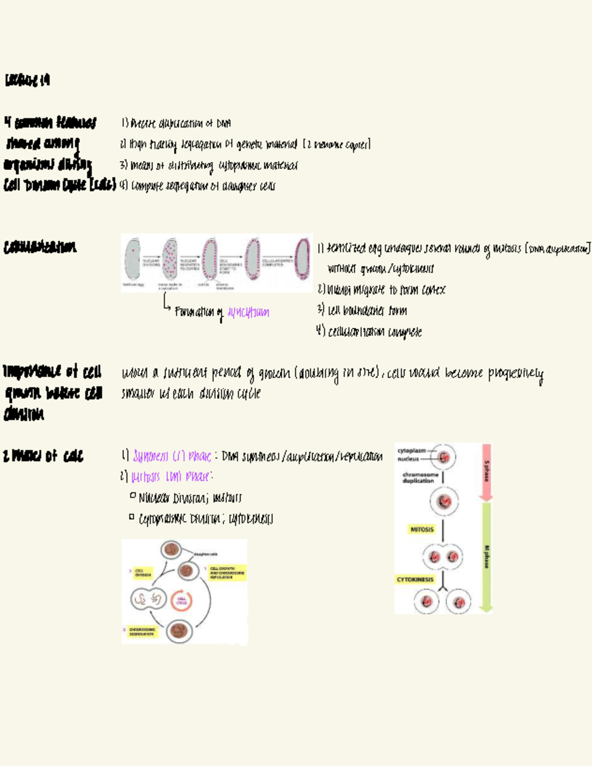 E4 Lecture Notes: Cell Cycle, Mitosis, and Apoptosis Overview - Studocu
