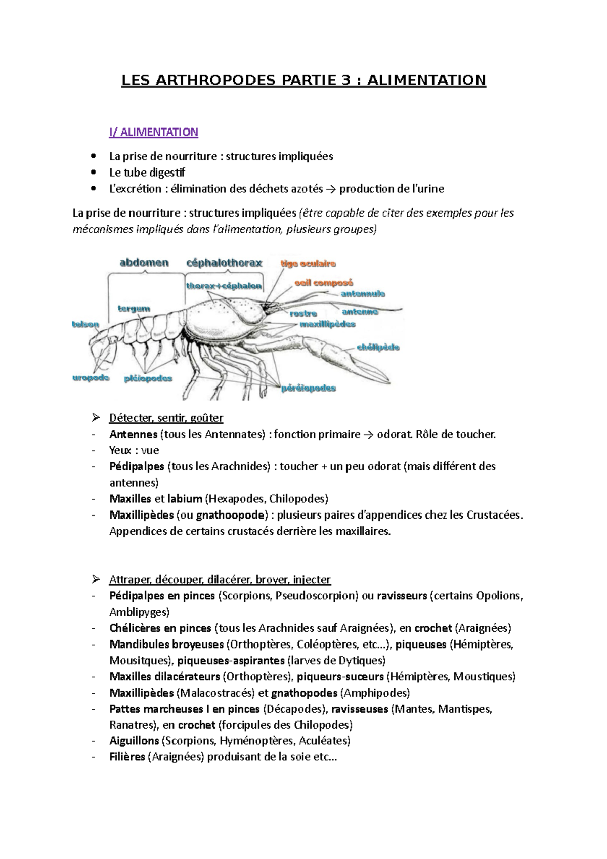 ZOOLOGIE : Cours Les Arthropodes - Partie 3 sur l'Alimentation - Studocu