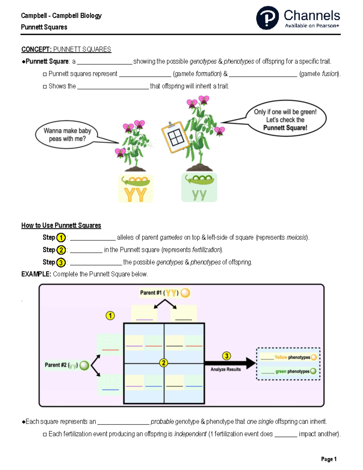 Campbell Biology Punnett Squares Worksheet: Understanding Offspring ...