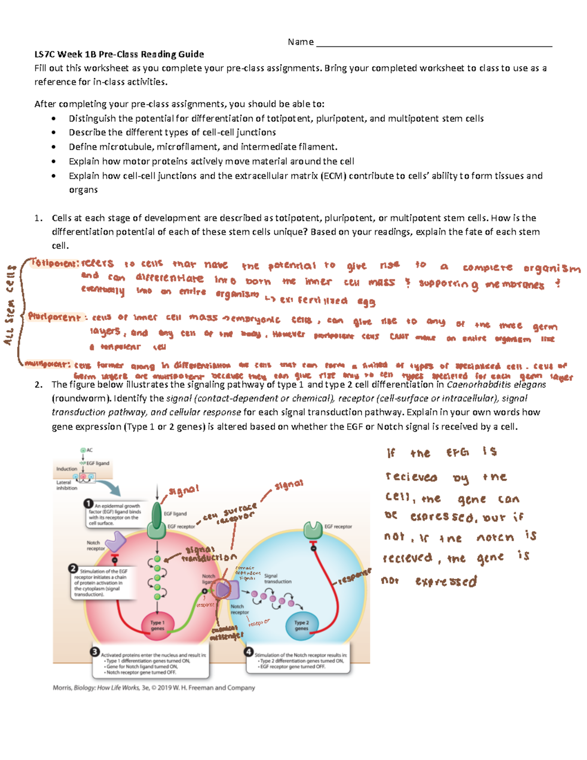 LS7C Week 1B Pre-Class Reading Guide on Stem Cells and Cytoskeleton - Studocu