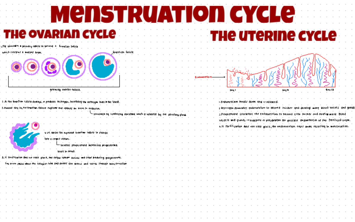 Menstruation Cycle Overview Cheat Sheet 260201 220336 - Studocu