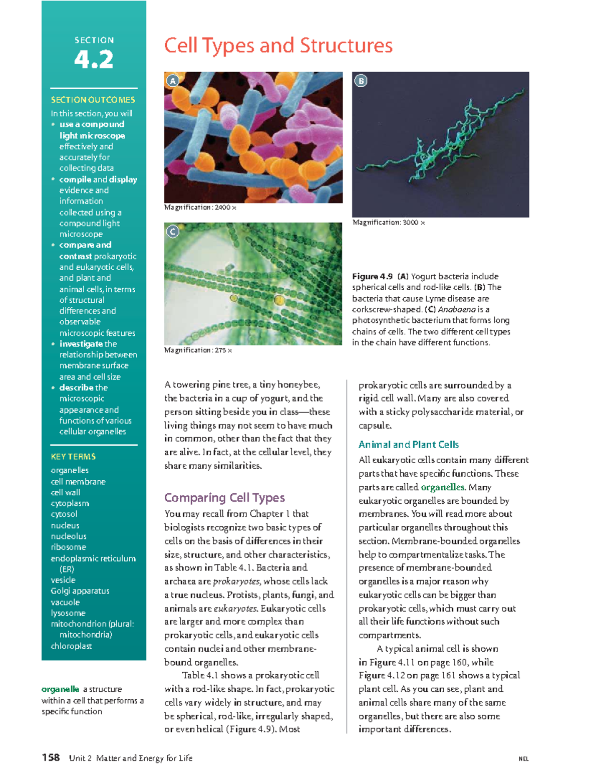 Nlbio SR PP158-171: Cell Types, Structures, and Organelles Overview - Studocu