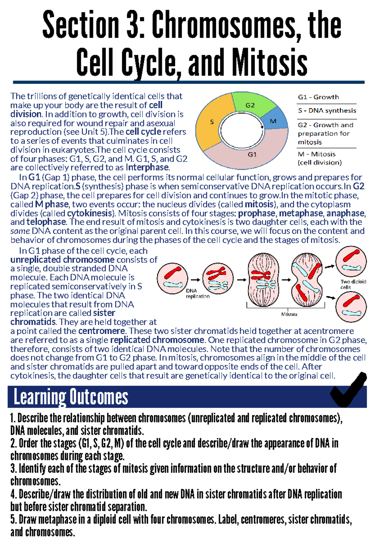 Cell Cycle and Mitosis: Chromosomes in Focus (BIO 101) - Studocu