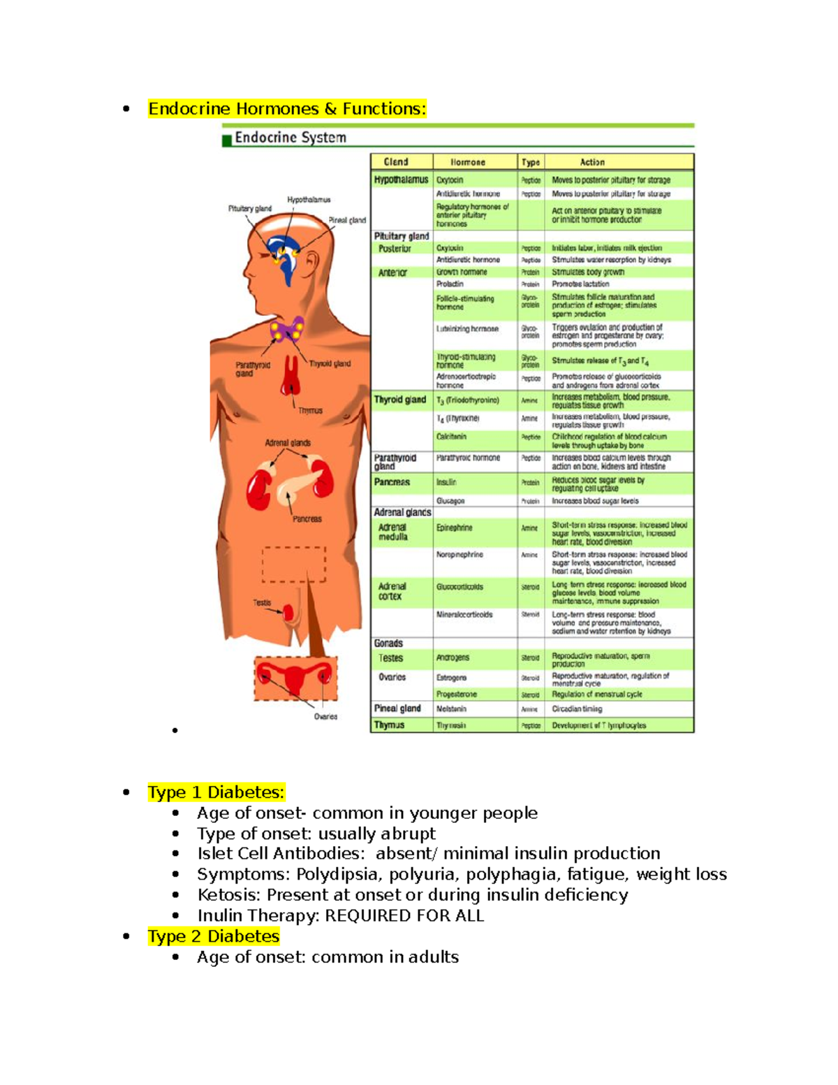 Endocrine Study Guide - Endocrine Hormones & Functions: Type 1 Diabetes ...