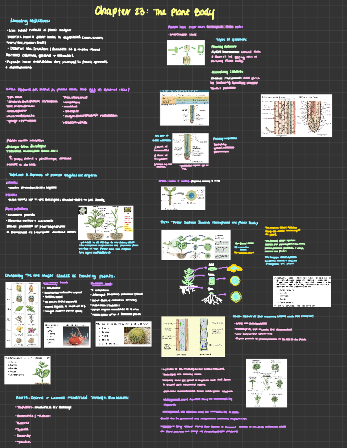 Chapter 23: The Plant Body - Chapter 23: The plantBody learning ...