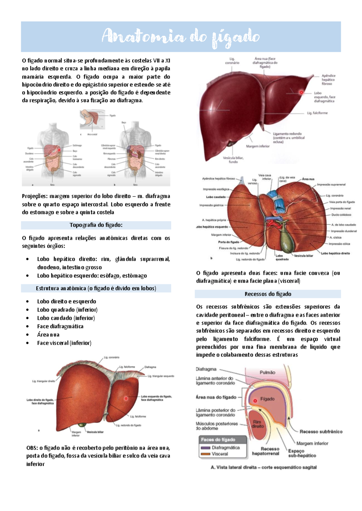 Anatomia Vascular Do Figado Fígado – Wikipédia, A Enciclopédia