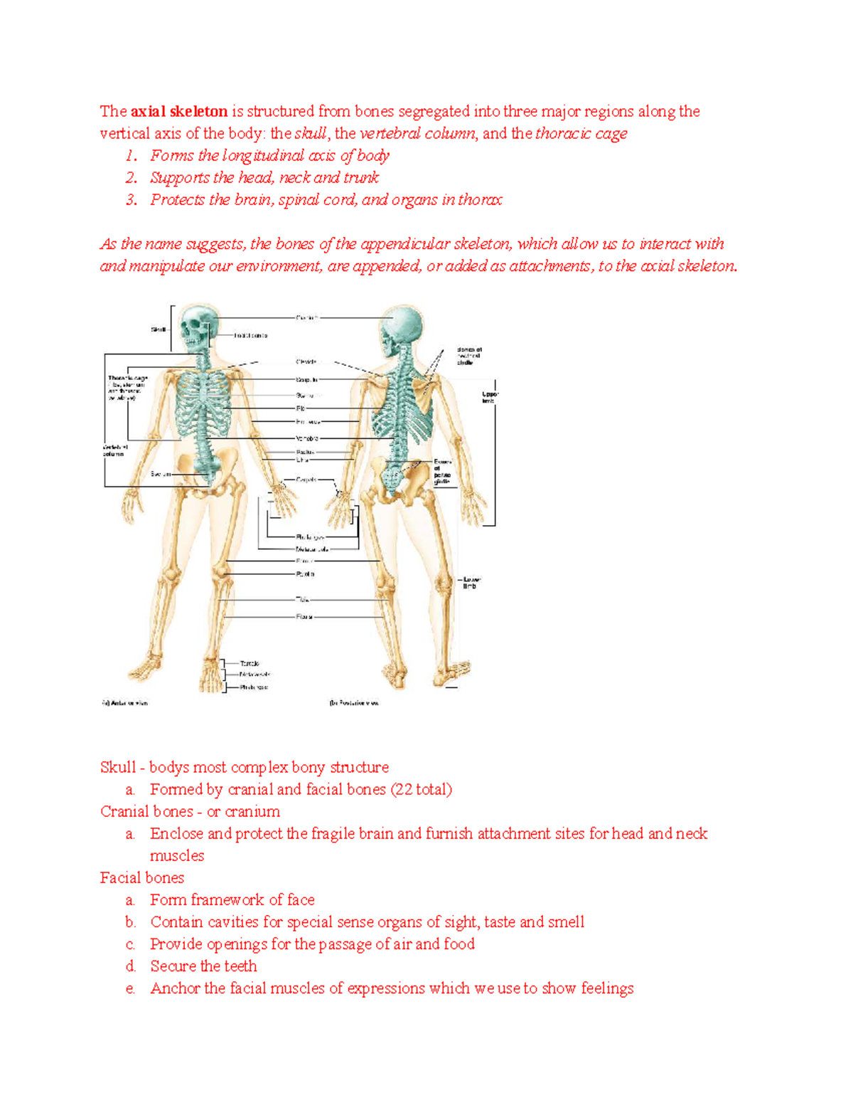 Axial and Appendicular Skeleton Overview - Chapter Notes (BIO 101 ...