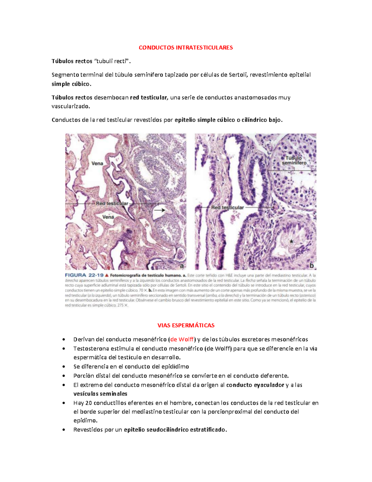 VÍA Espermatica - CONDUCTOS INTRATESTICULARES Túbulos rectos “tubuli ...