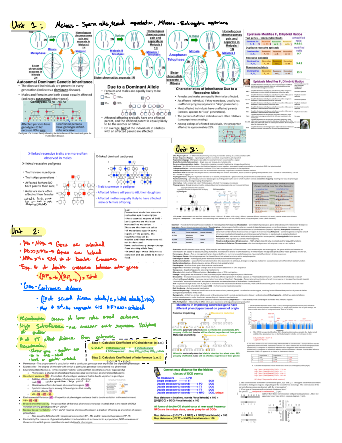 Final exam cheat sheet - N/A - Unit 1 Meiosis Sperm cellssexual ...
