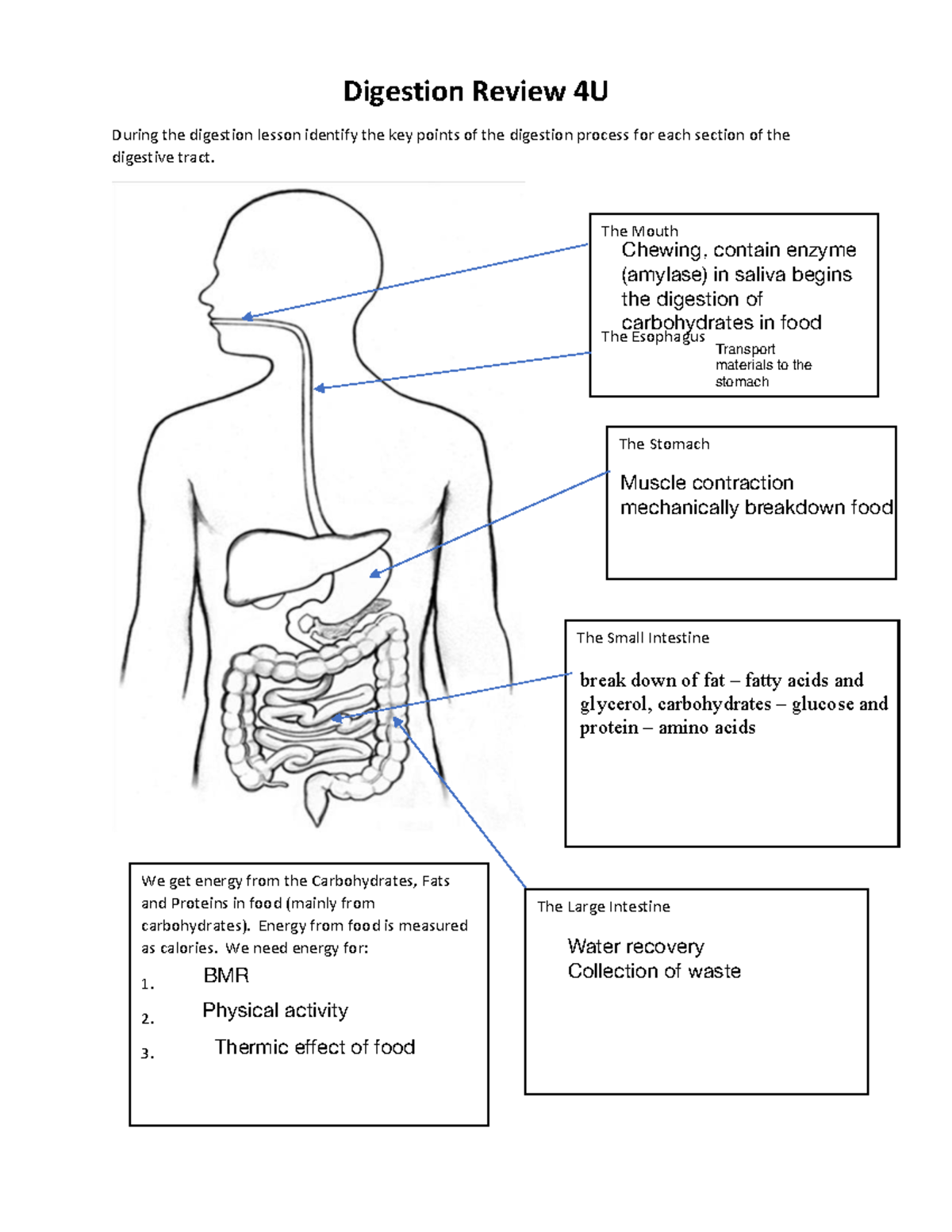 Digestion Process Overview 4U: Key Points & Microbiome Insights - Studocu