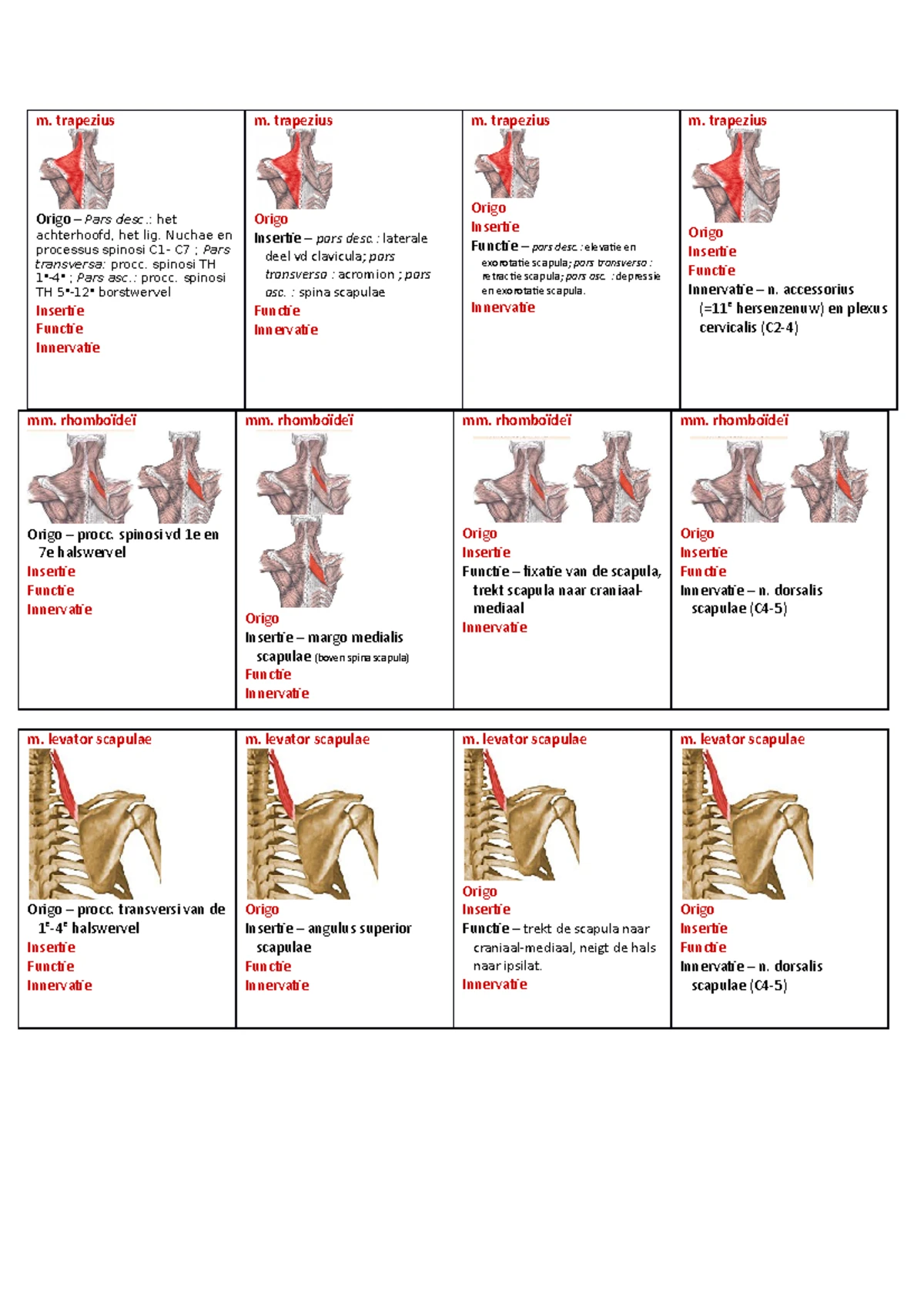 Kenspieren - Spierkracht Testen voor Fysiotherapie (Cursuscode ...