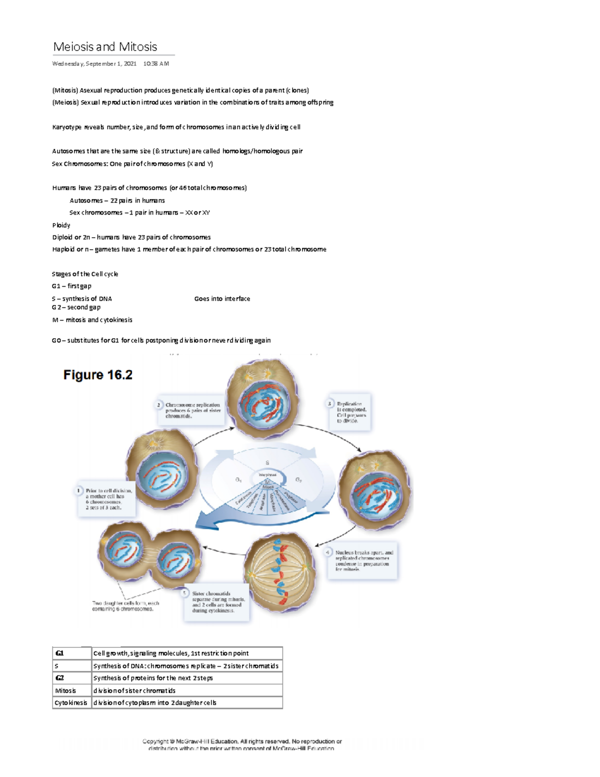 Meiosis and Mitosis Overview: Key Study Notes and Concepts - Studocu