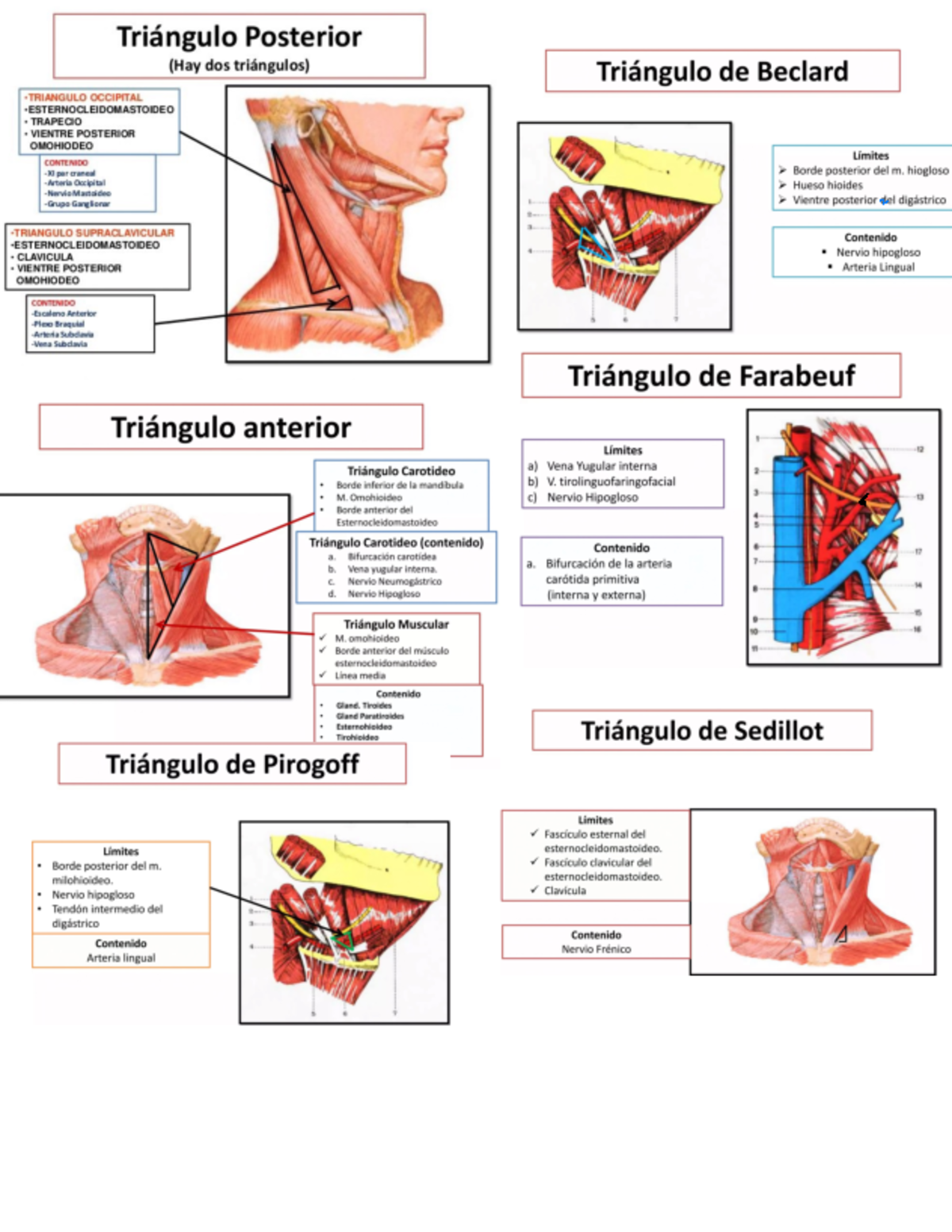 Triángulos del cuello - Triángulo Posterior (Hay dos triángulos ...