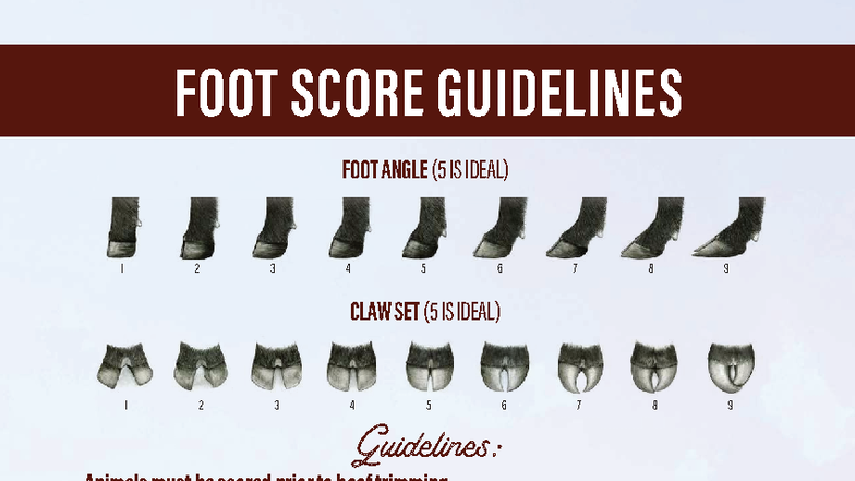 Foot Score Guidelines - LAB FINAL EXAM STUDY GUIDE - Studocu