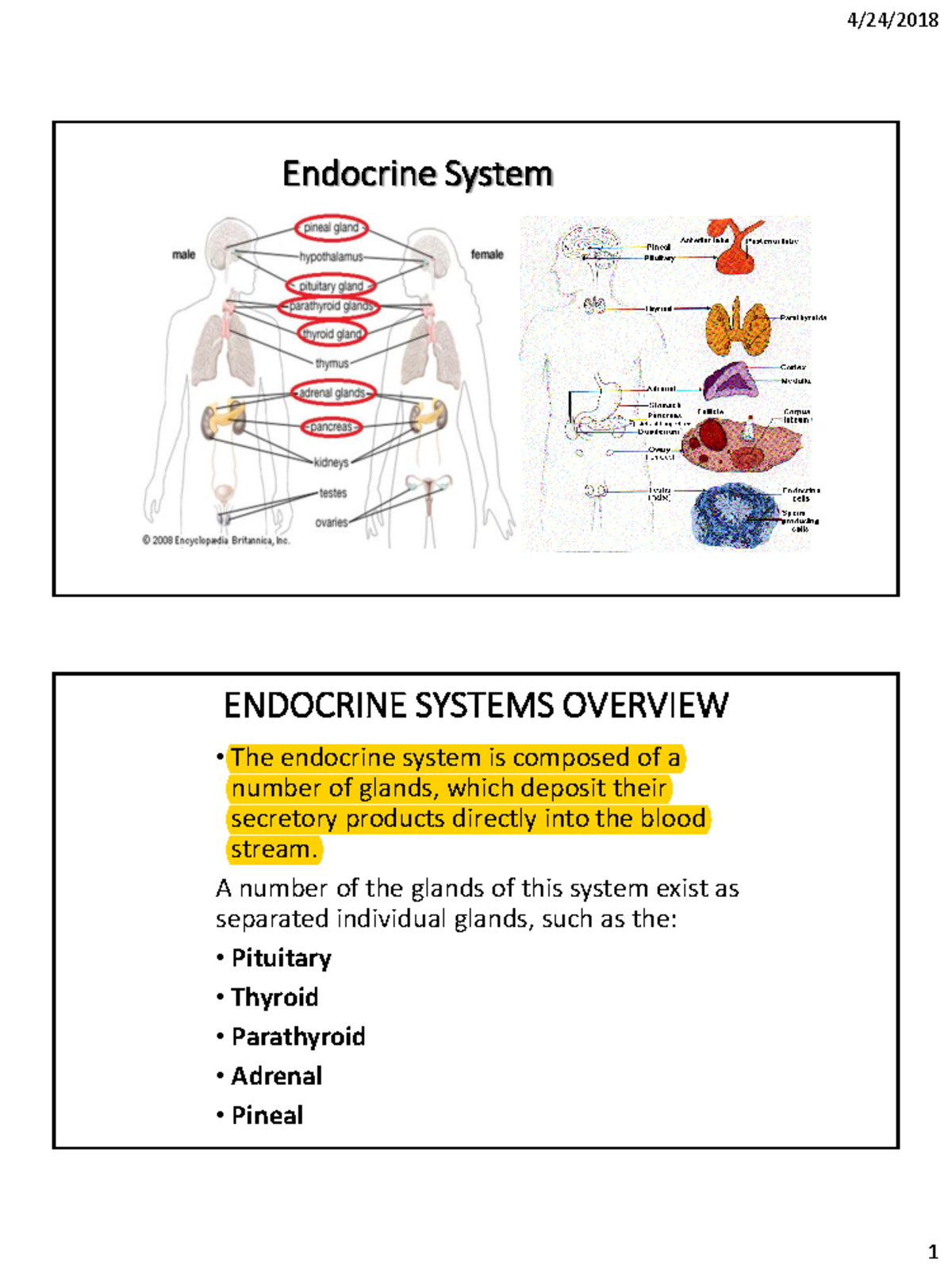 Endocrine System Overview - Lecture Notes for BIO 101 - Studocu