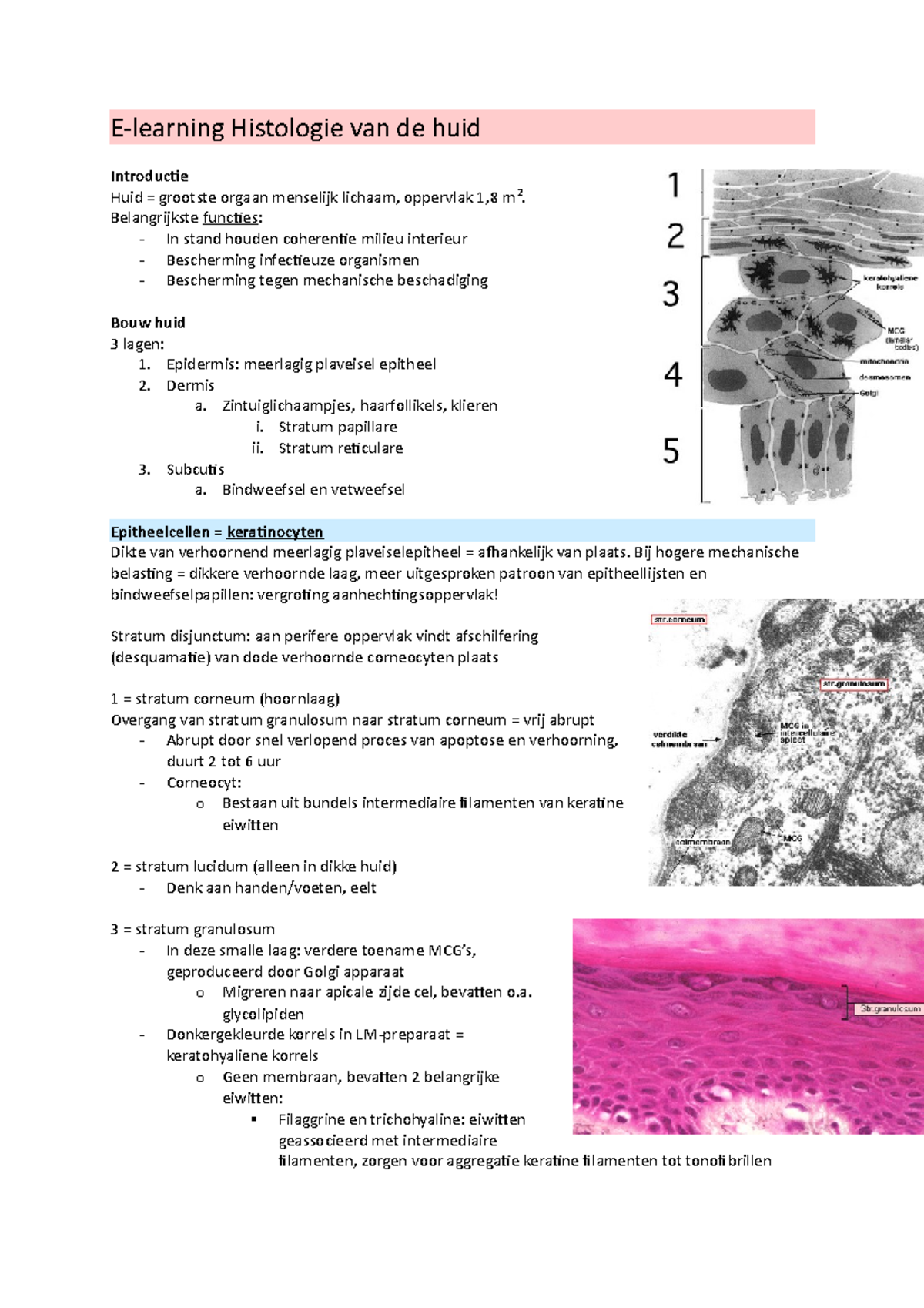 Histologie Van De Zweetklieren