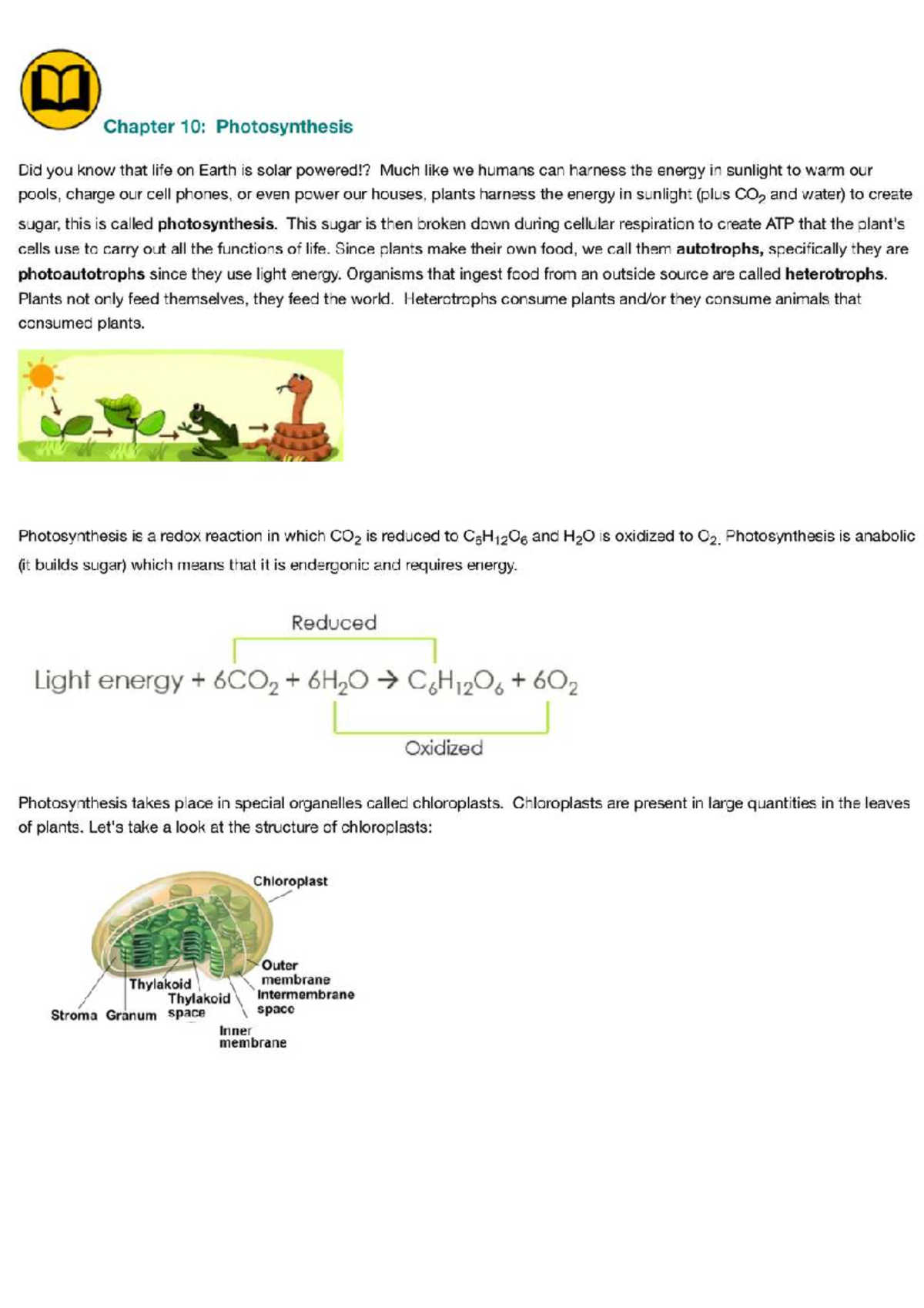 B Chapter 10: Photosynthesis and Its Role in Life - Studocu