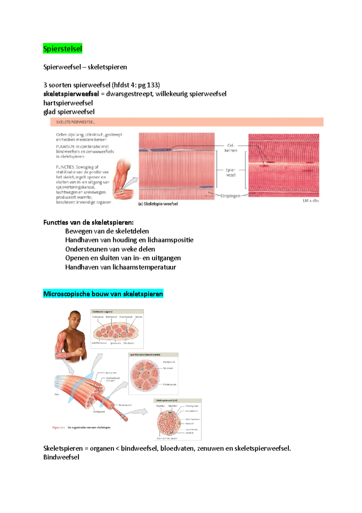 Samenvatting Anatomie Spierstelsel (Hfdst 4) - Skeletspieren - Studocu