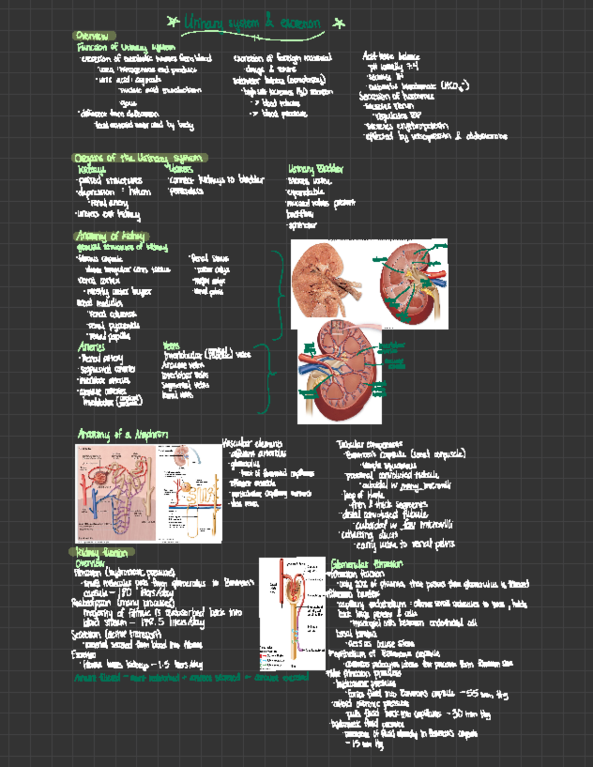 Urinary, Digestive, and Metabolism Overview - System Functions ...