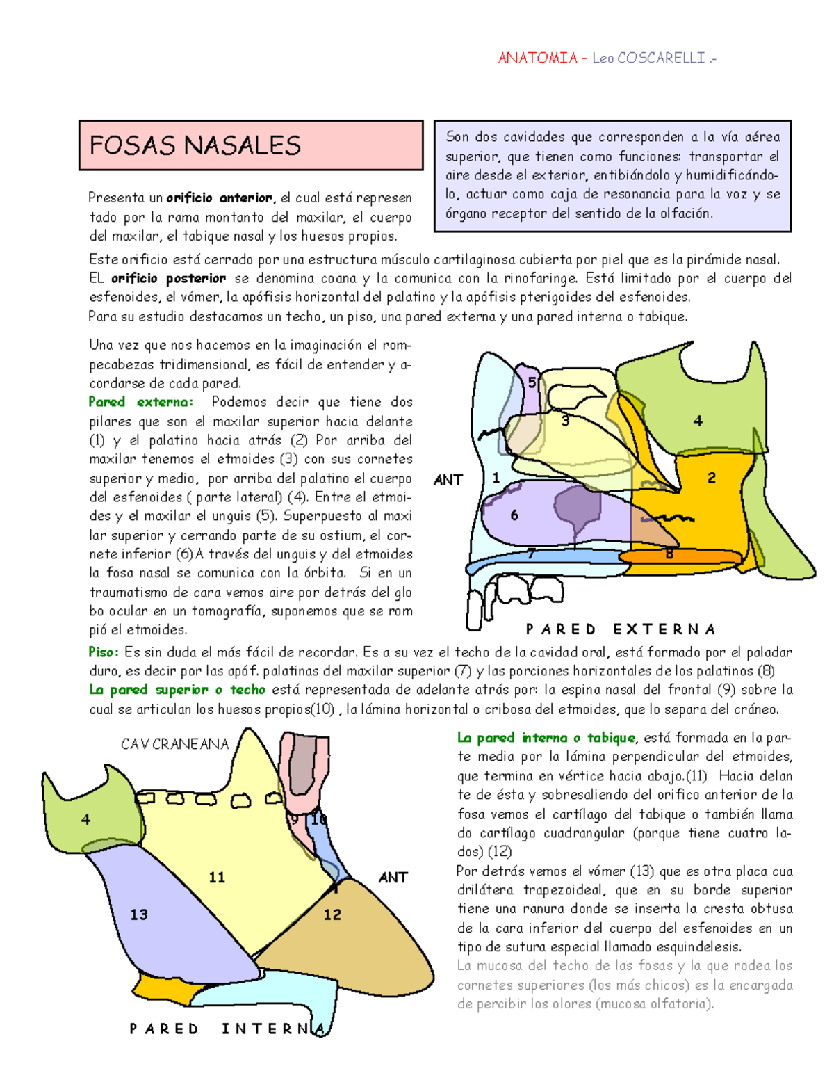 Anatomía de las Fosas Nasales - Detalles Estructurales y Funcionales ...