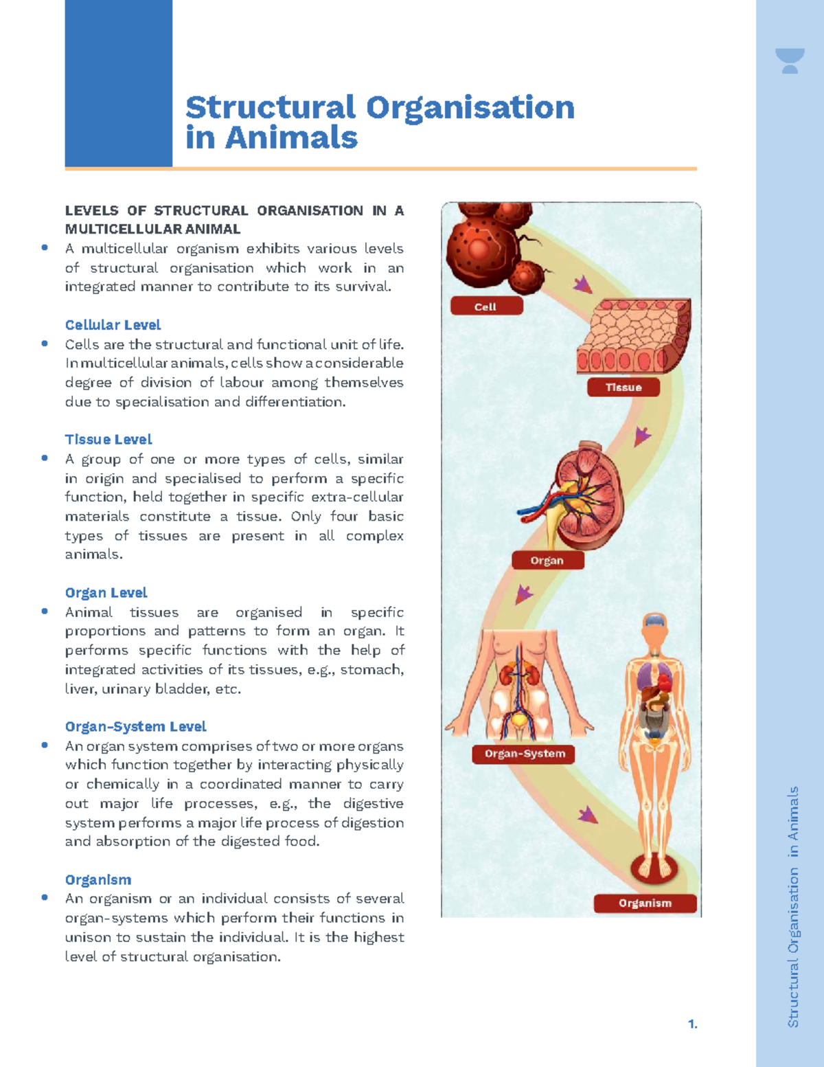 Structural Organisation in Animals: Levels and Types of Tissues - Studocu