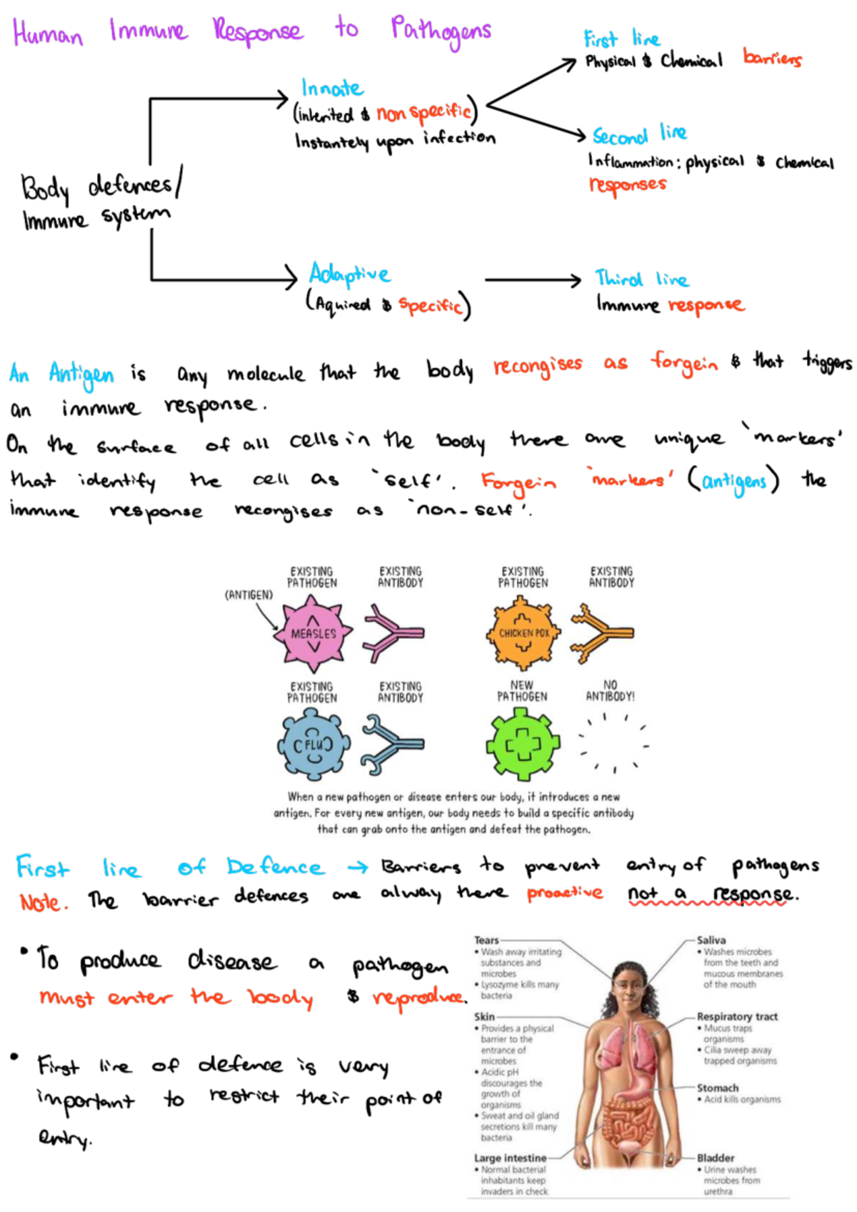 Human Immune Response to Pathogens: A Comprehensive Overview - Studocu