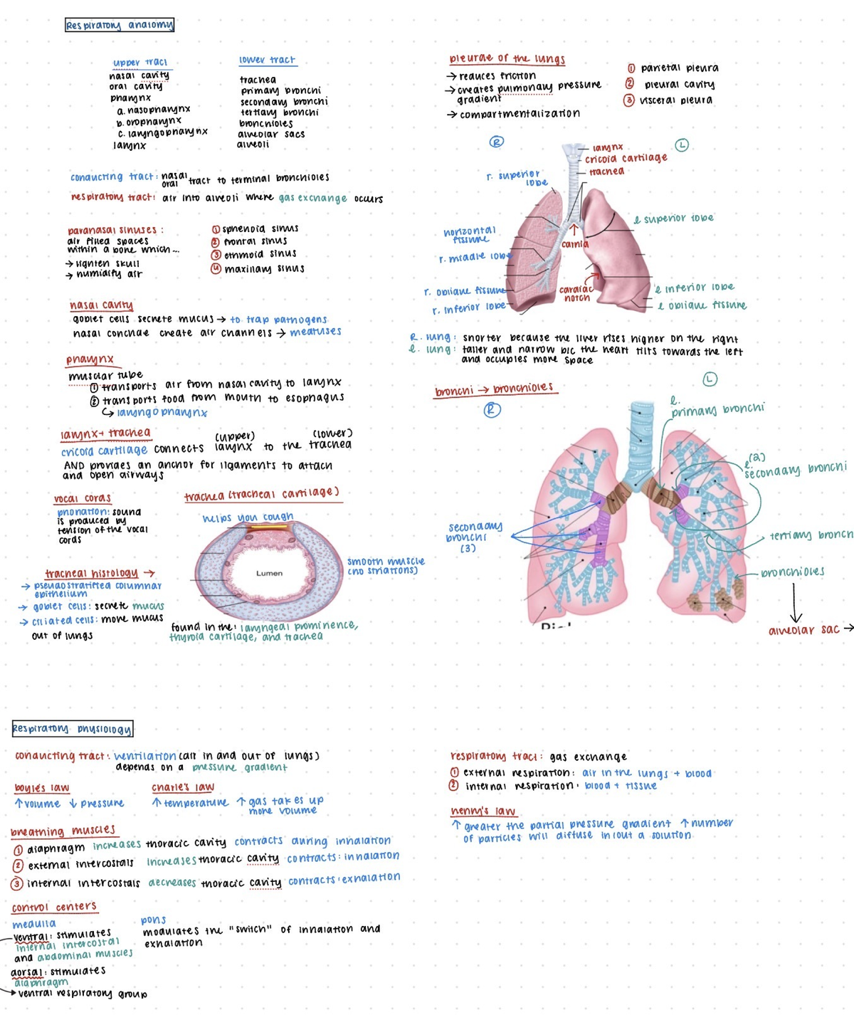 Respiratory Anatomy & Physiology Notes (Course Code: RSP 101) - Studocu