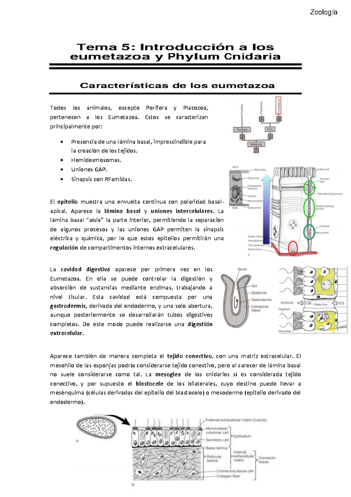 Temas 5-9: Eumetazoa, Cnidaria y Bilateria - Características y ...