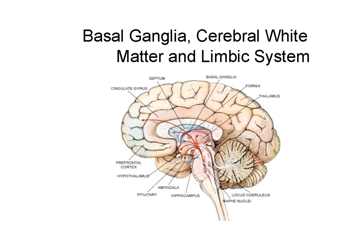 OPHTHALMIC ANATOMY AND PHYSIOLOGY - Sheep Eye Dissection Report - OAP A ...